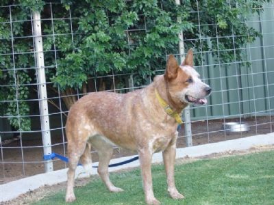 TURRELLA BLUE WARLOCK » Pedigree database Australian Cattle Dog;