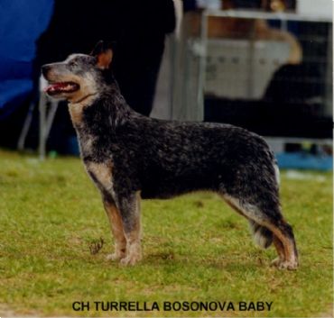 TURRELLA BLUE WARLOCK » Pedigree database Australian Cattle Dog;