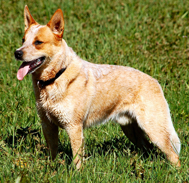 SILVERBARN'S NAAVA » Pedigree database Australian Cattle Dog;