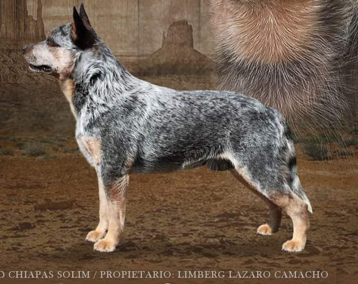 Pedigree database Australian Cattle Dog