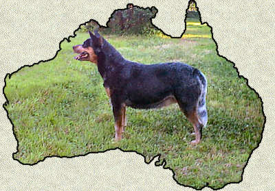 QUEBLUE EPSILON BOOTES » Pedigree database Australian Cattle Dog;