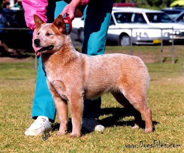 TURRELLA RED ROBIN » Pedigree database Australian Cattle Dog;