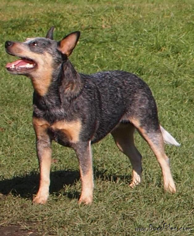 JACKAROO BULLIT STAR » Pedigree database Australian Cattle Dog;
