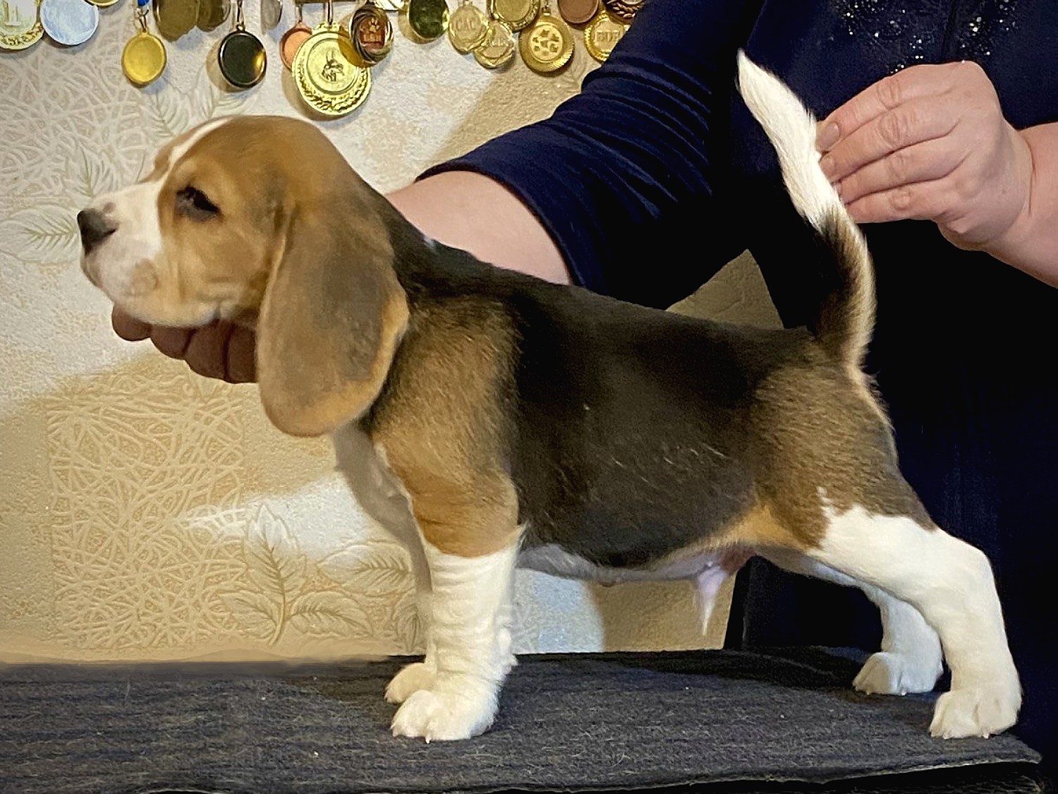 Pedigree database Beagle