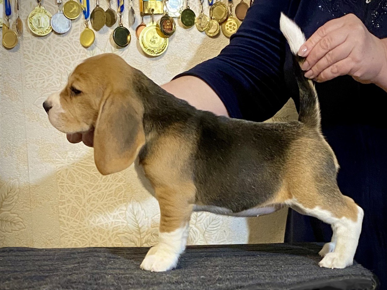 Pedigree database Beagle