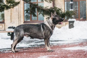 Pedigree database East European Shepherd